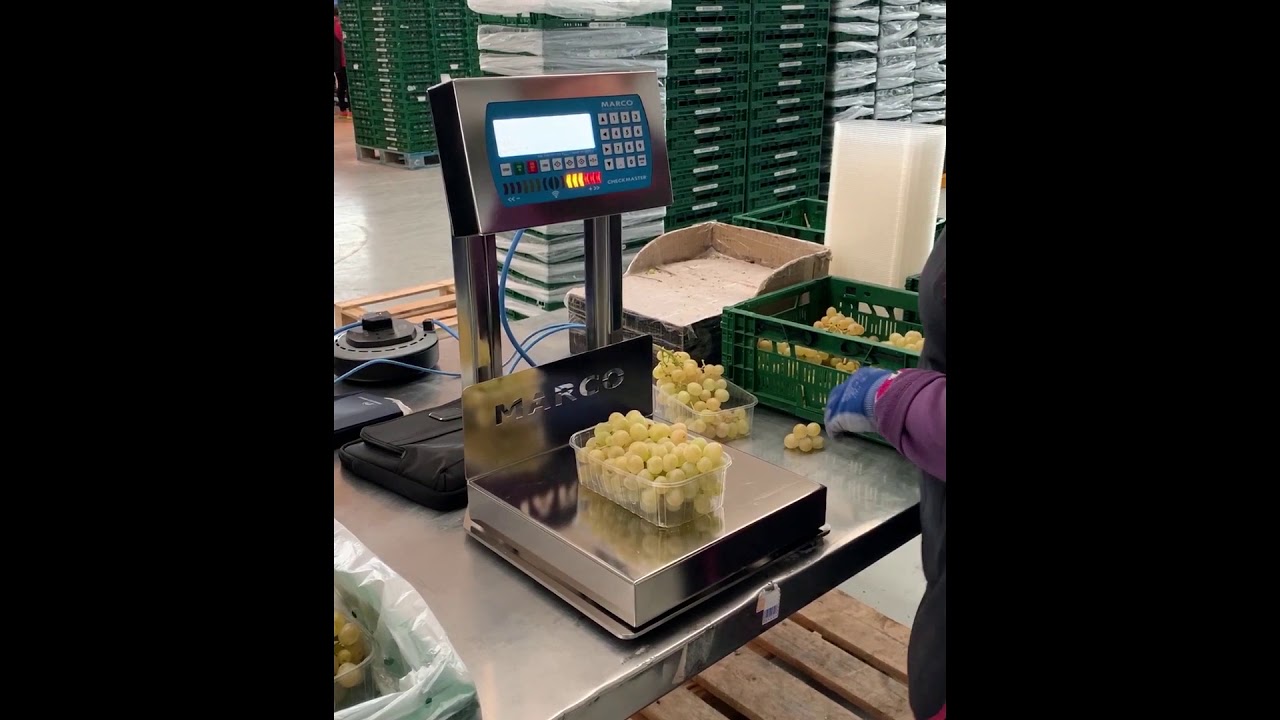 Grape Packing - CheckMaster Bench Scale Trial - Smart Weighing ...